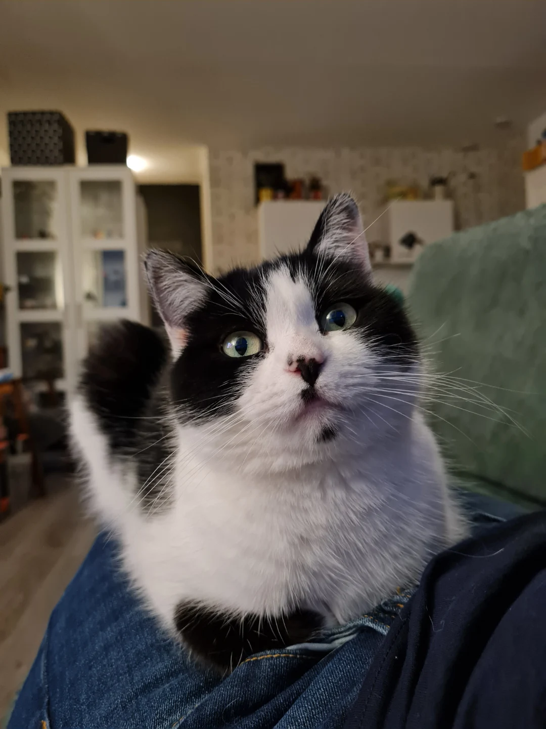 She does a loaf on my leg | Scrolller