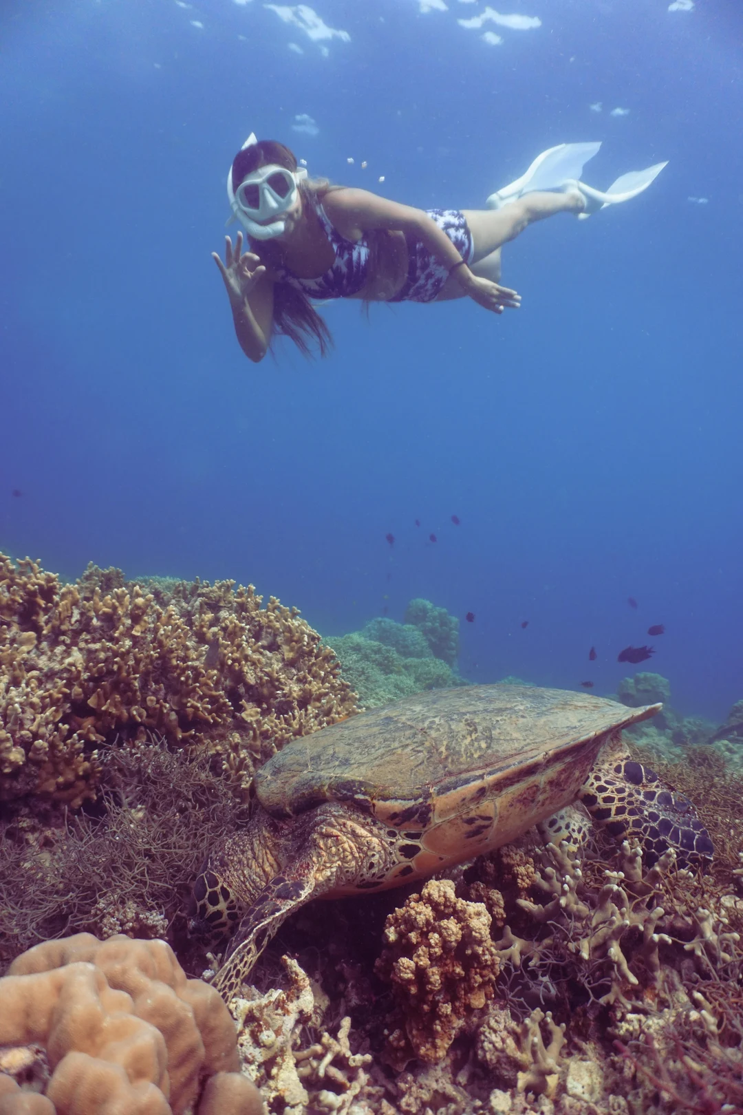 Hello from this shy turtle! | Scrolller