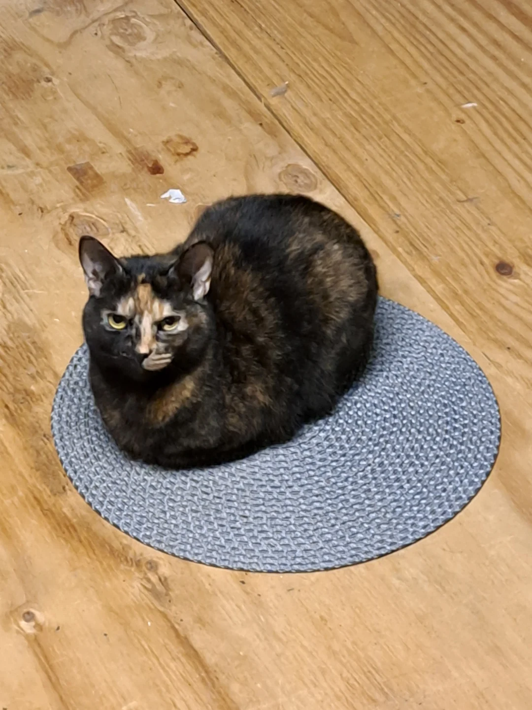 Loaf | Scrolller