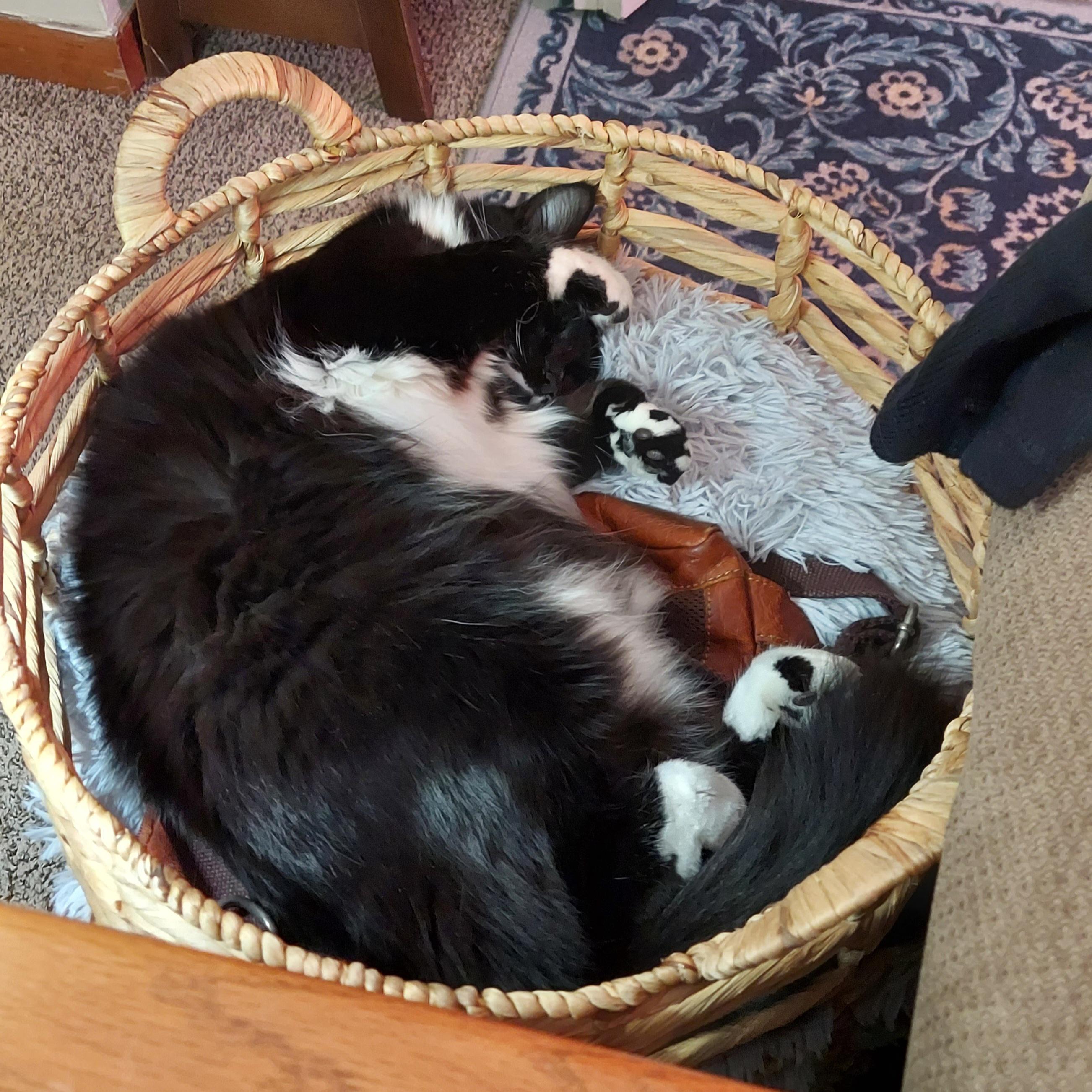 She's been partial to napping in the blanket hamper recently. | Scrolller