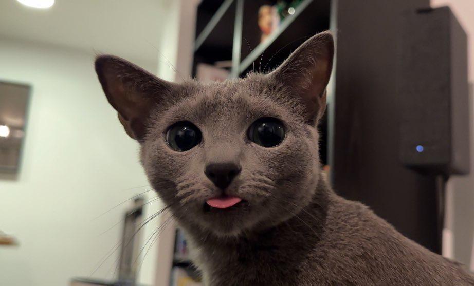 Is this a blep or a mlem? | Scrolller