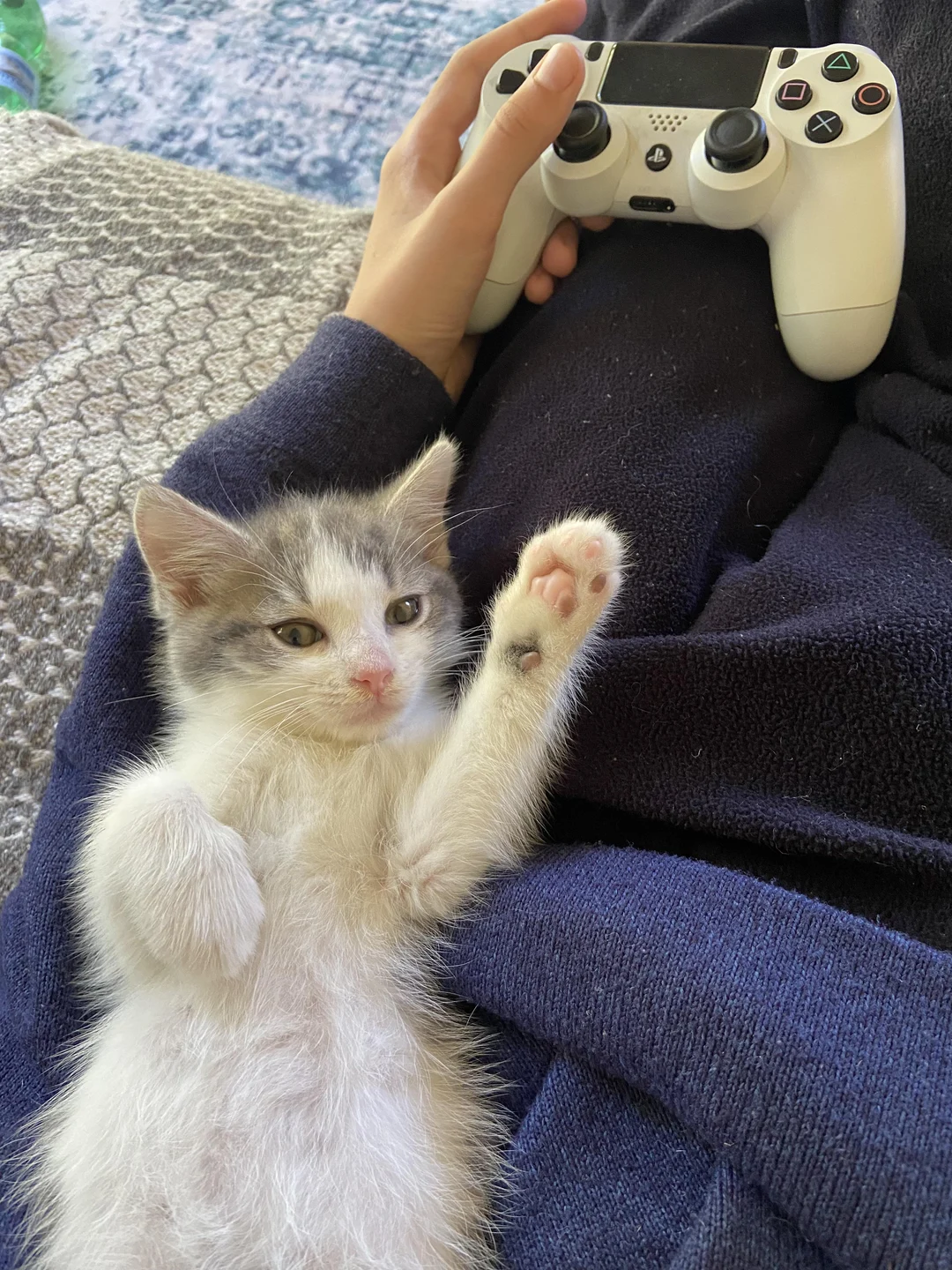 Little wave while gaming :) | Scrolller