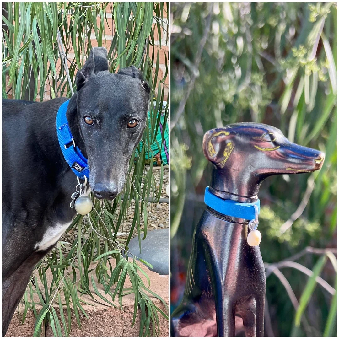 Found a bronze/brass greyhound statue at the Tucson Gem & Mineral Show that looks like my boy ...
