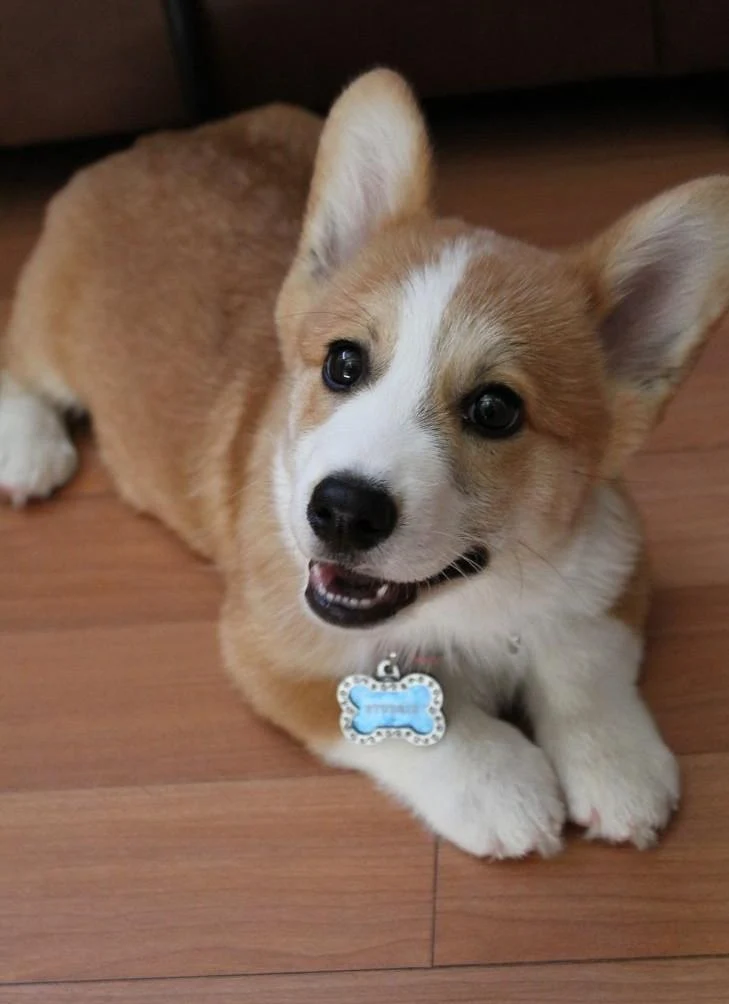 This Cute Pembroke Welsh Corgi Pup 🐶 | Scrolller