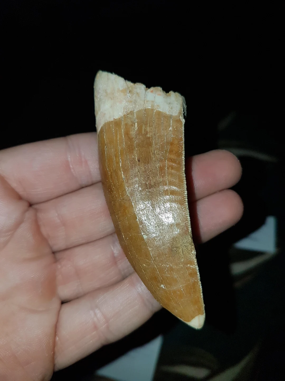 Discover more like FossilPorn: carcharodontosaurus tooth and Related Content | Scrolller
