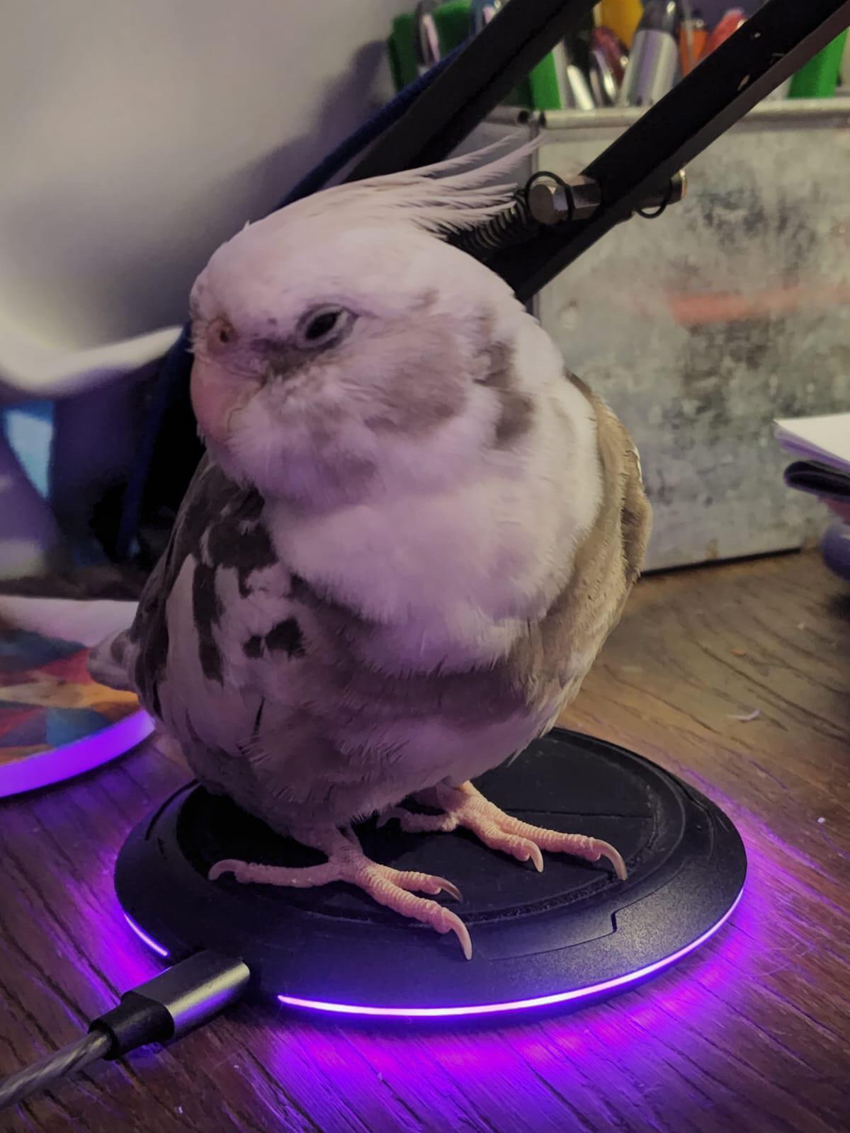 Discover more like Cockatiel: New Model with Wireless Charging and Related Content | Scrolller