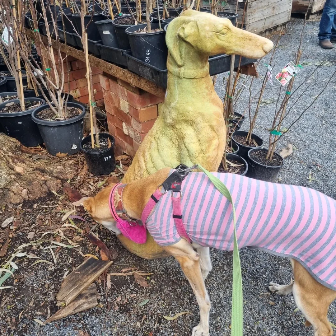 She wasn't sure about this hound. | Scrolller