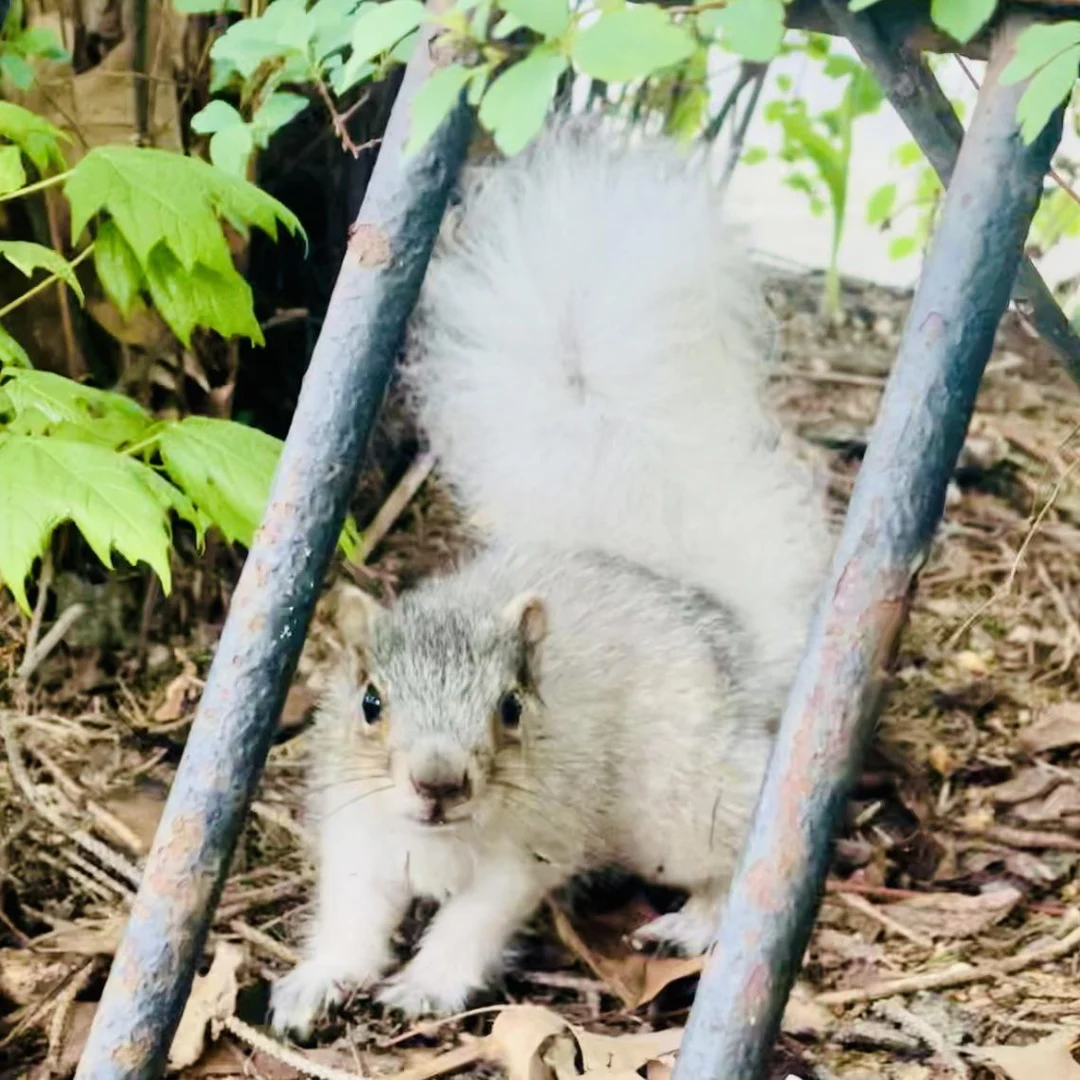Rare Leucistic Squirrel | Scrolller