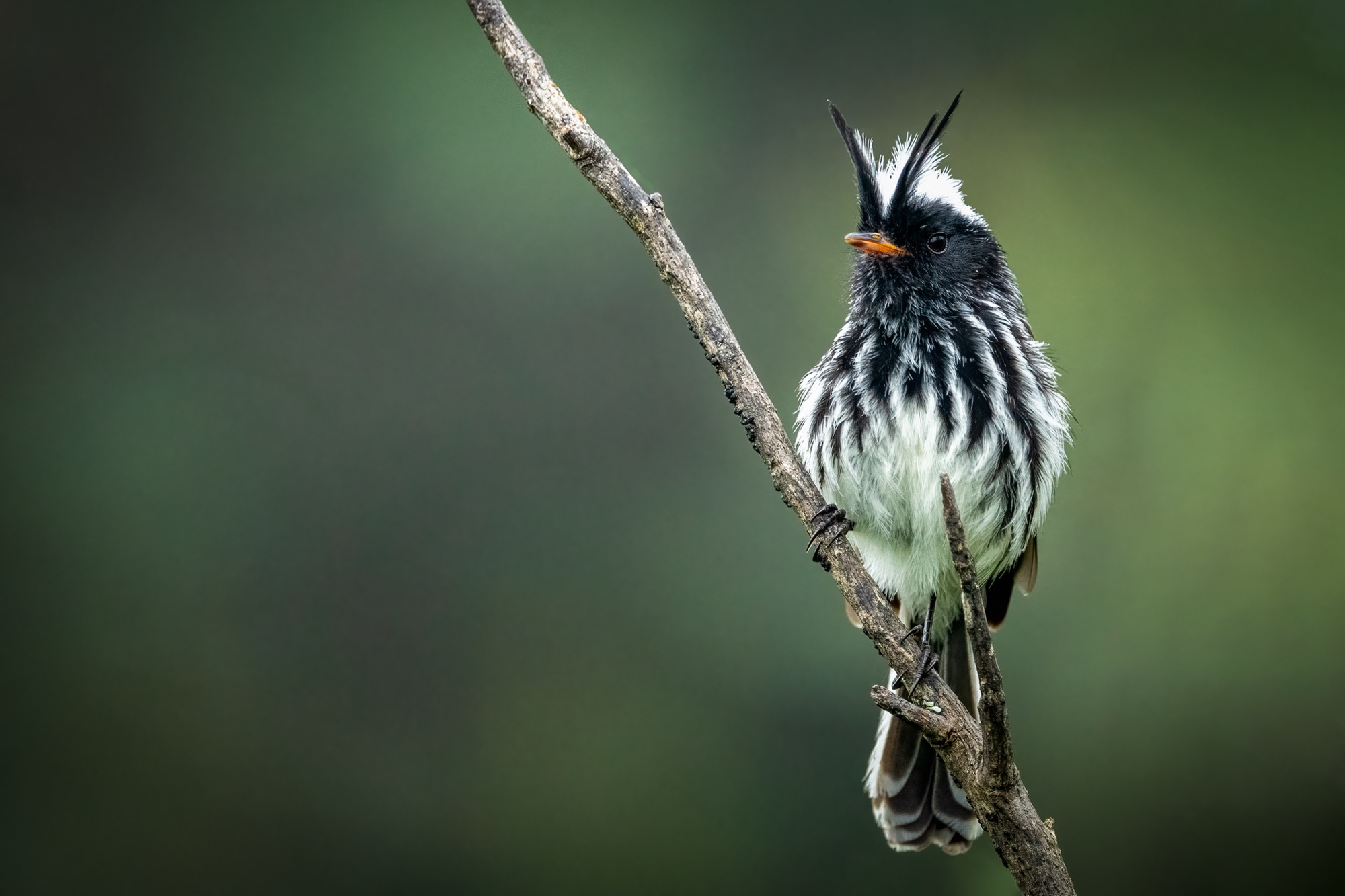Black-crested Tit-tyrant [OC] | Scrolller