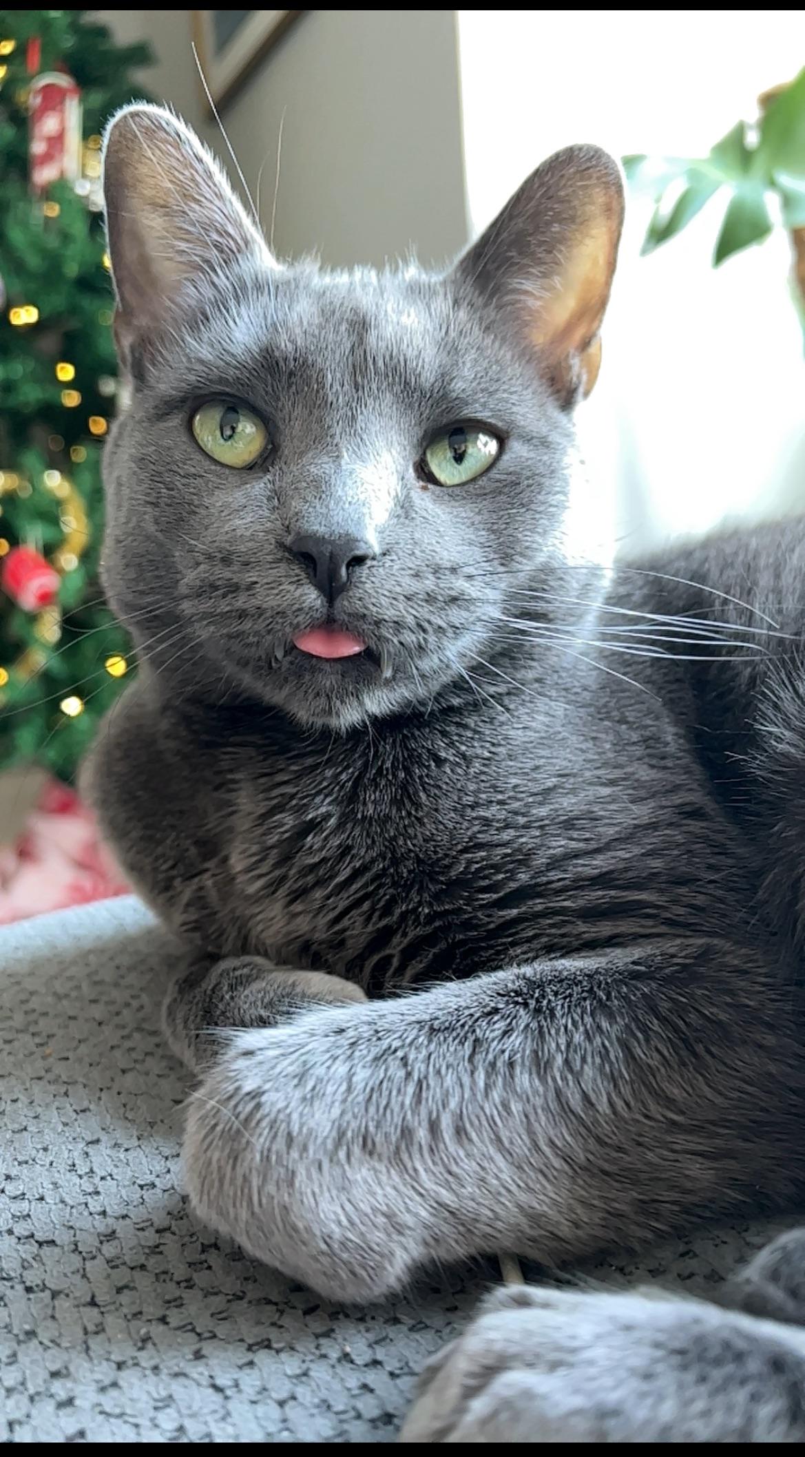My name is Oliver and I blep | Scrolller