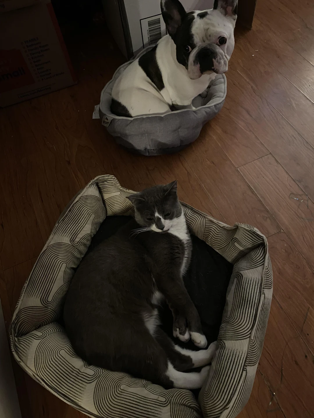 When the cat swaps beds without asking | Scrolller