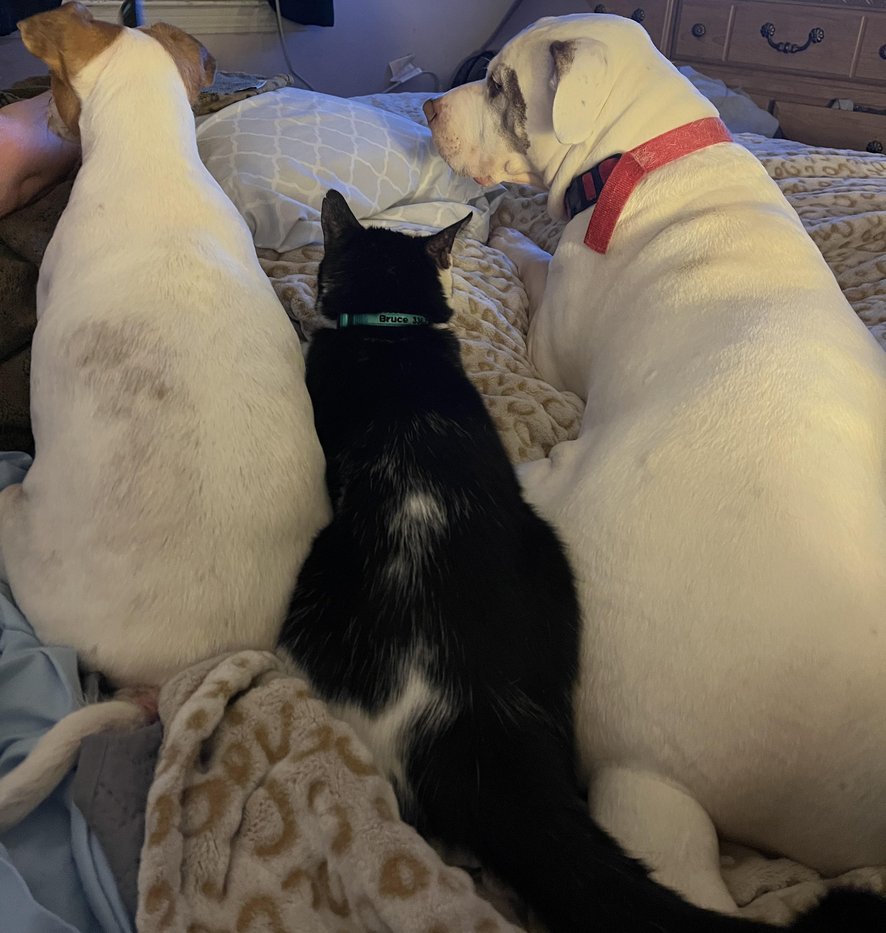 Gangs all here! | Scrolller