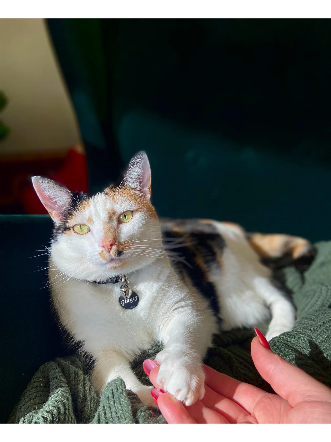 An angel asking politely for more pats, please. | Scrolller