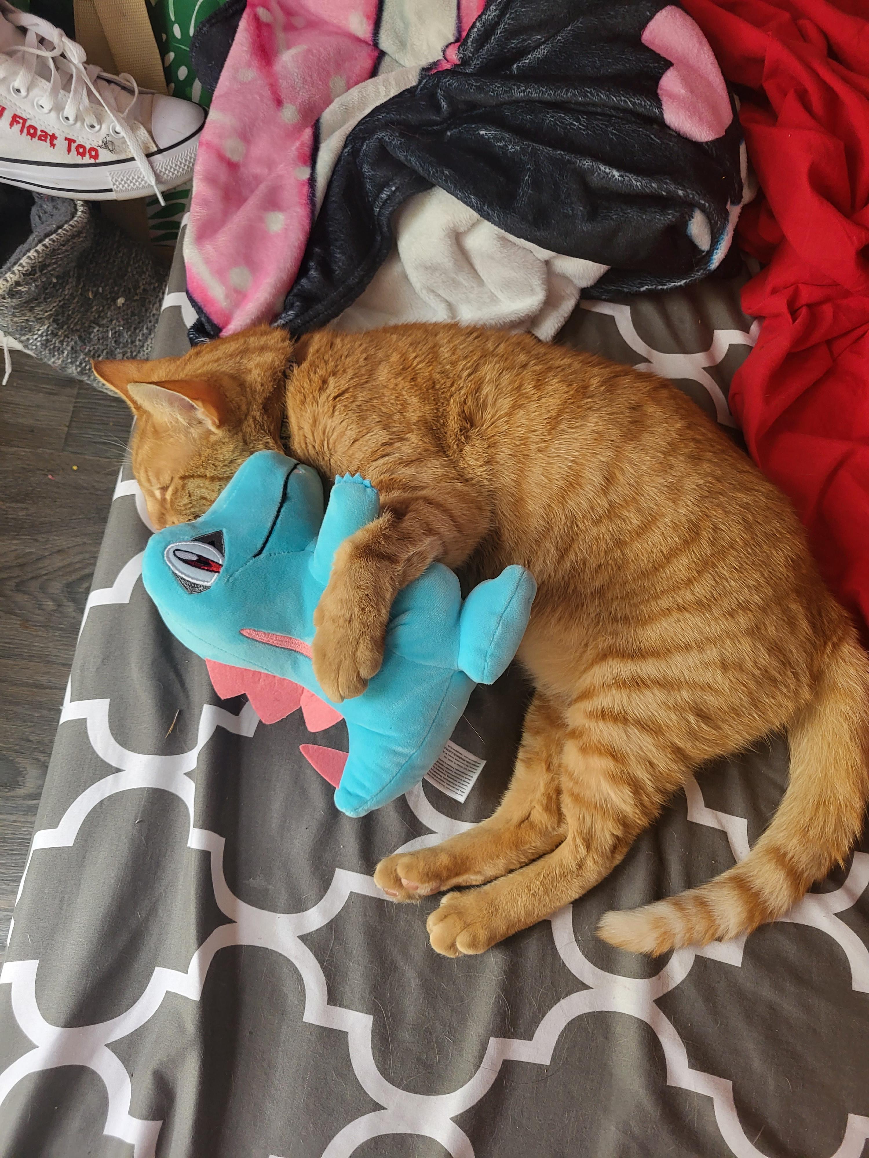 Totodile cuddles | Scrolller