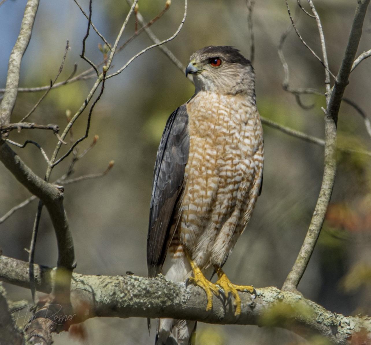 Cooper’s Hawk | Scrolller