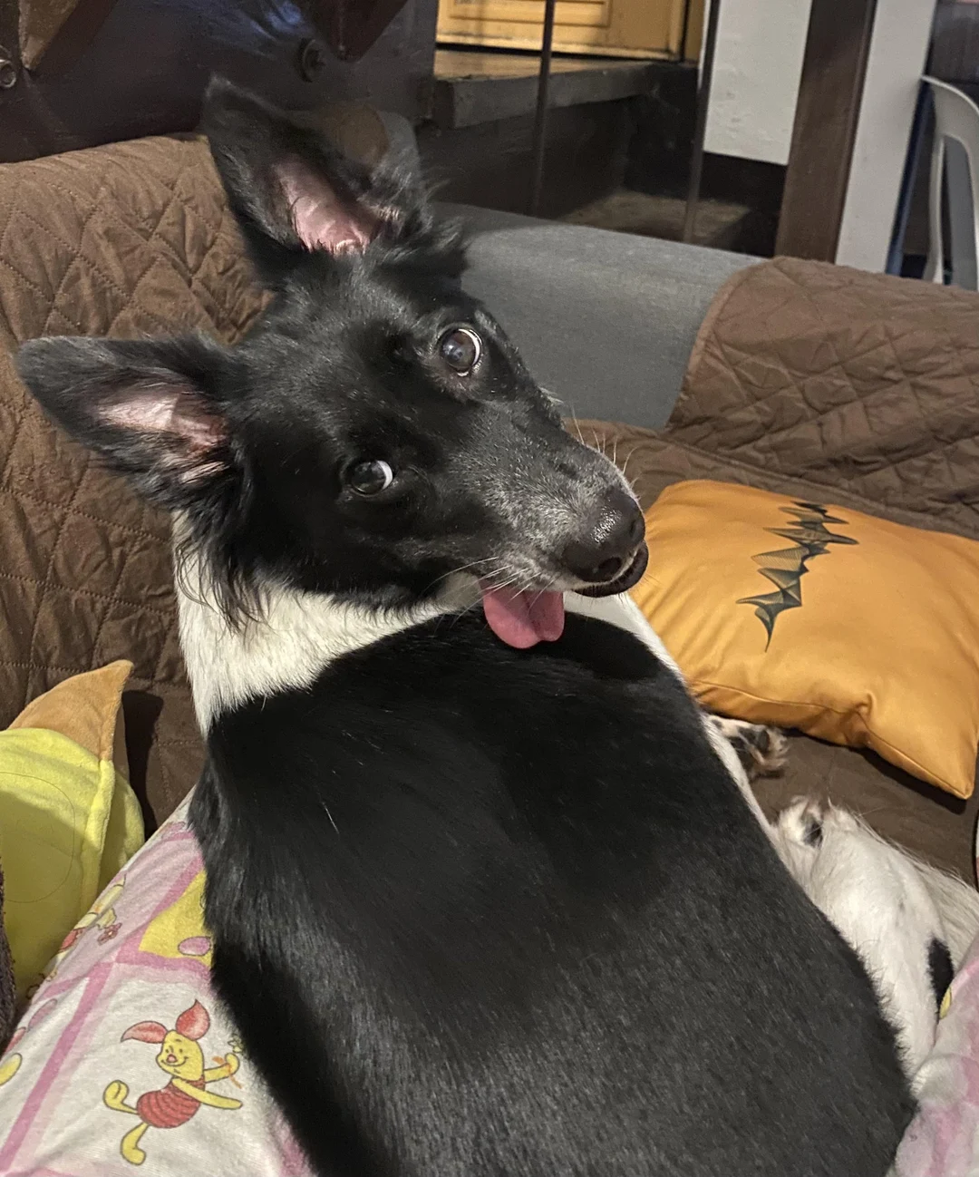 Doge has her tongue out | Scrolller