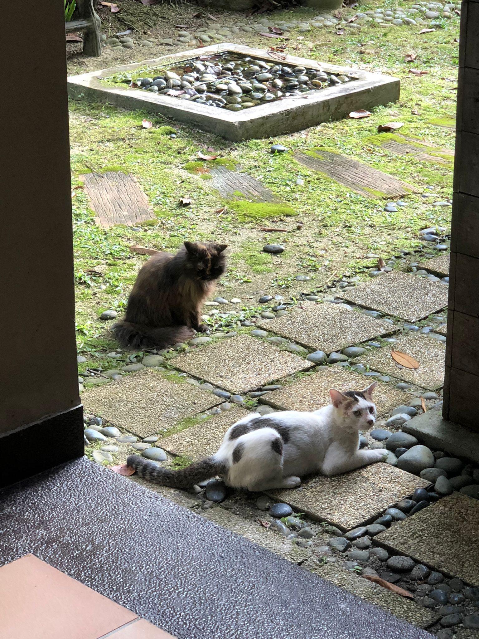 My senior Persian meets a stray | Scrolller