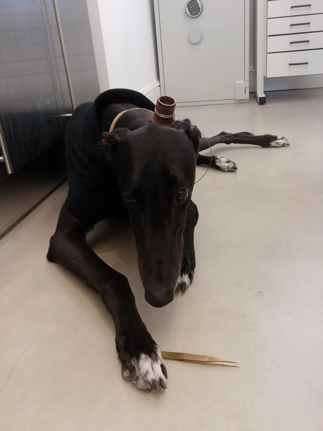 New apprentice at work. Nelu finding his calling as a watchmaker ⌚ | Scrolller