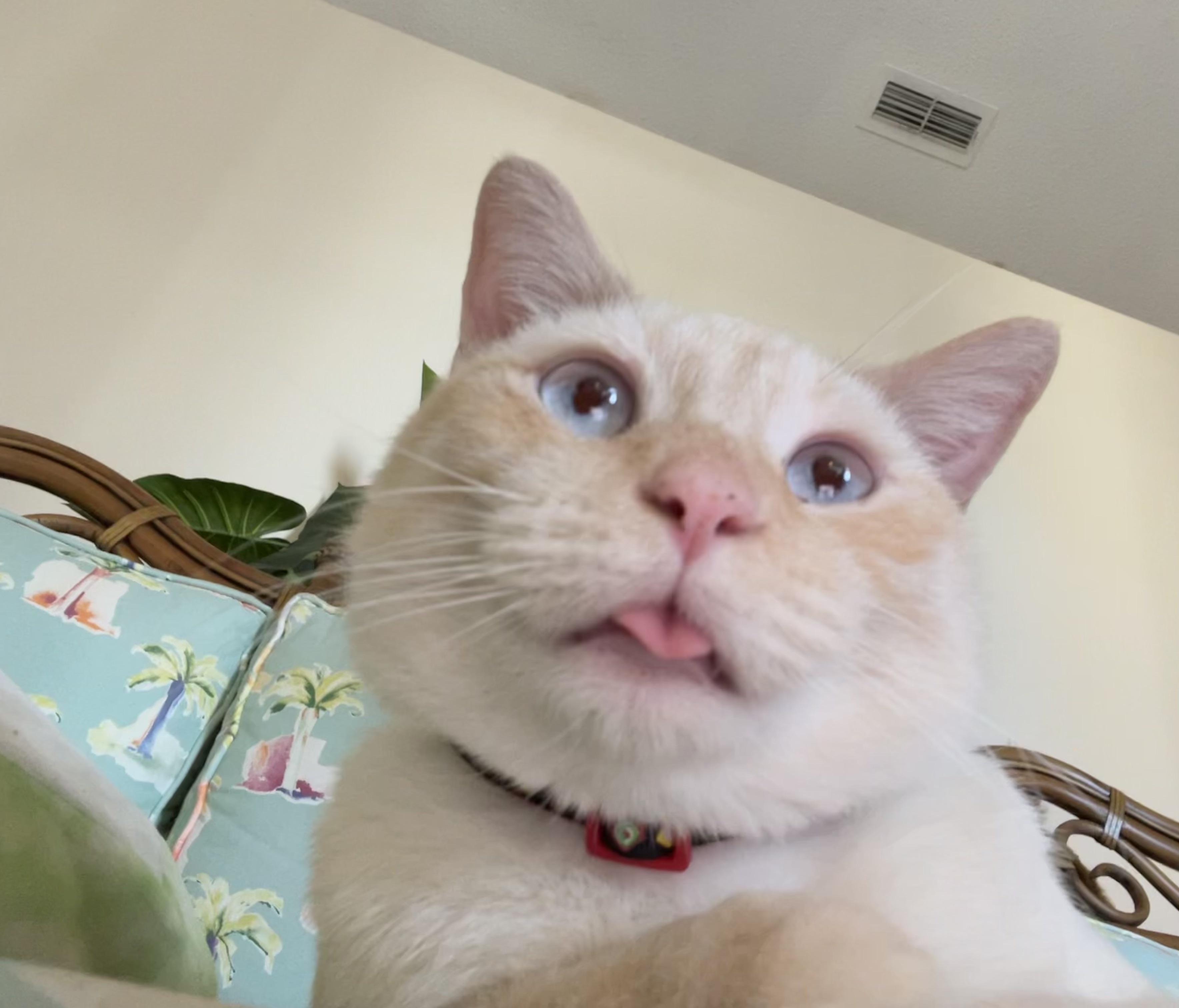blep | Scrolller