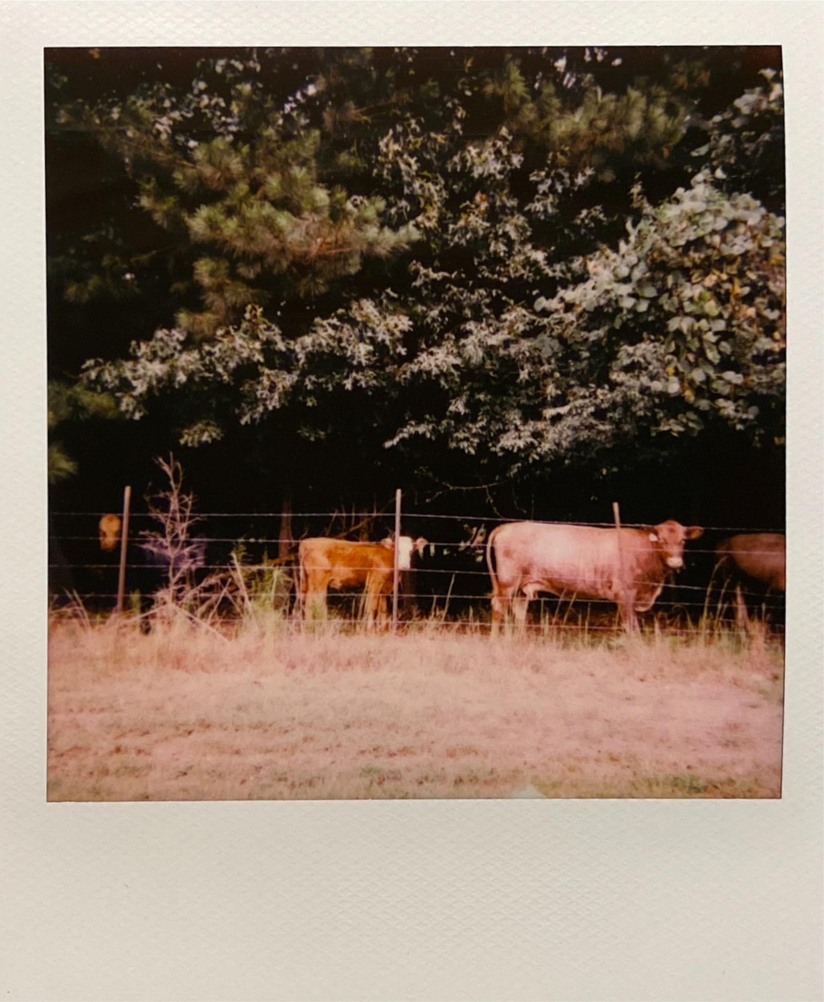 Discover more like Polaroid: Cows | Polaroid | Autofocus660 and Related Content | Scrolller