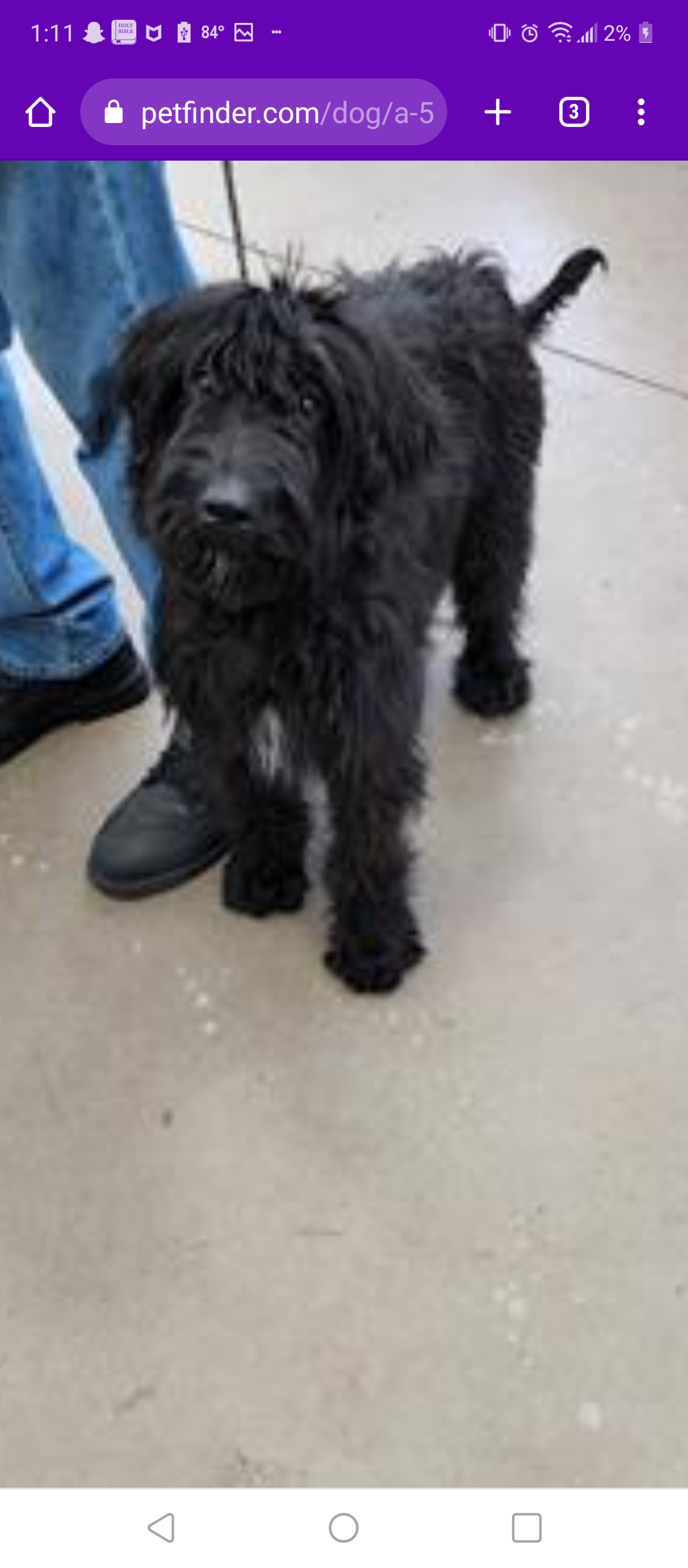 Adopting! Any cute names for this female pupper?😌 | Scrolller