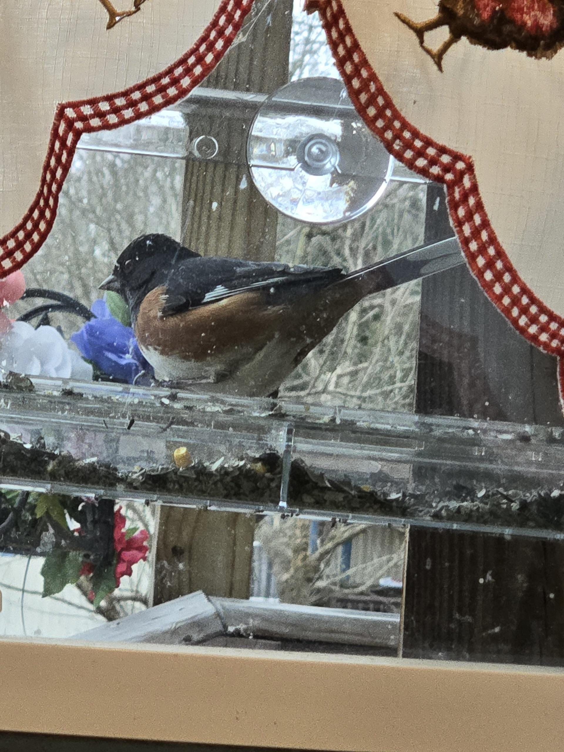 Bird ID request | Scrolller