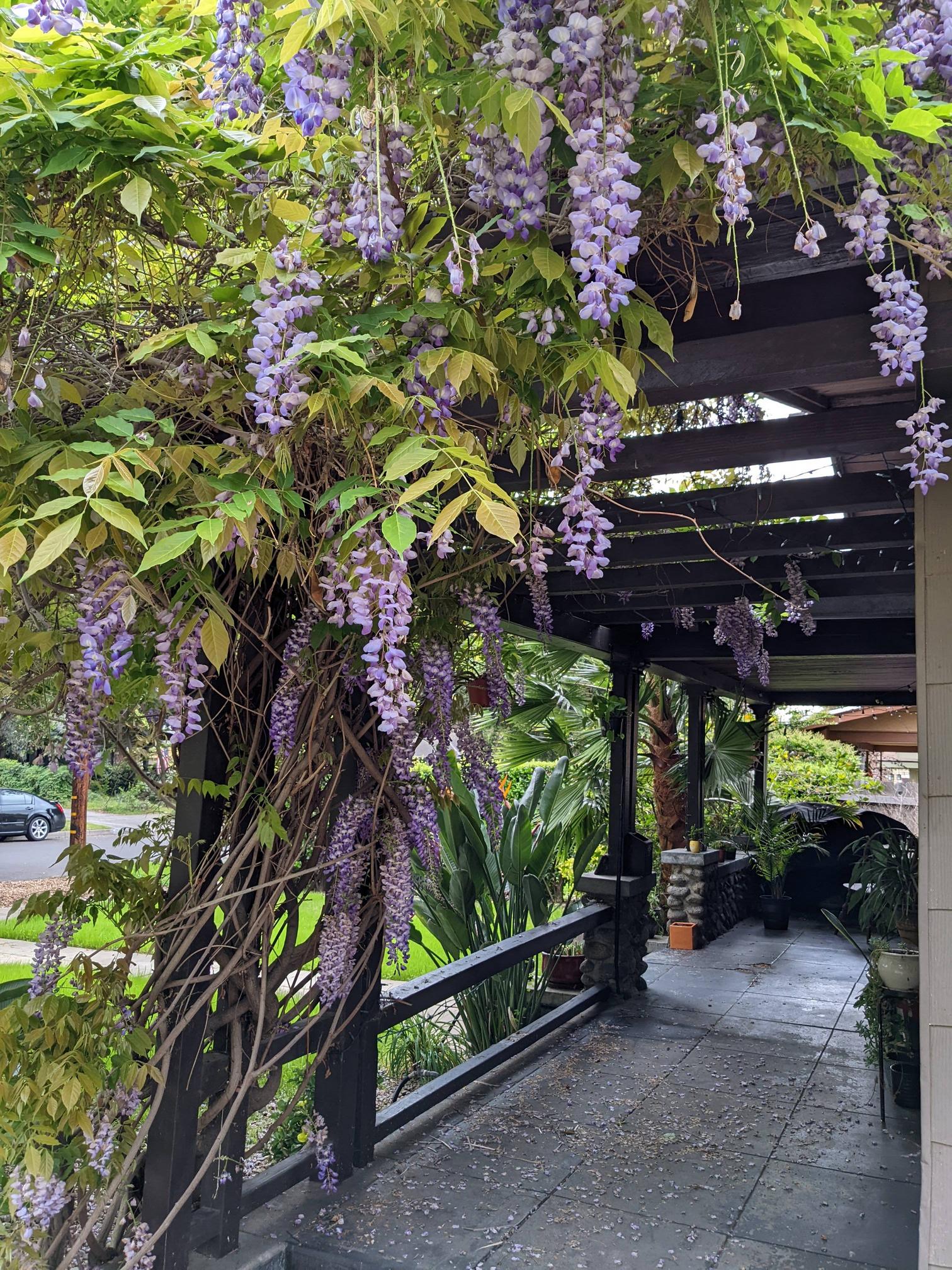The Wisteria on our porch is in bloom :) | Scrolller