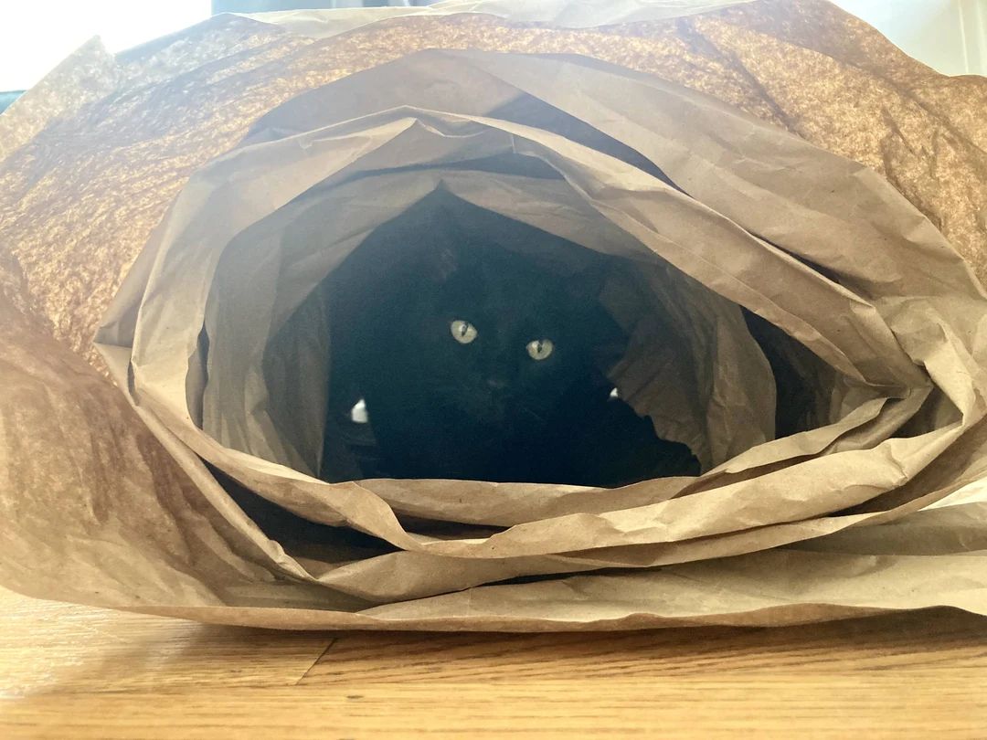 Fernanda Torres in a paper trap I made for her. Plus her current ...