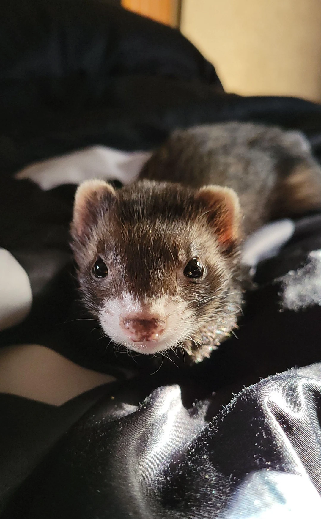 Help about Carnivore Care | Scrolller