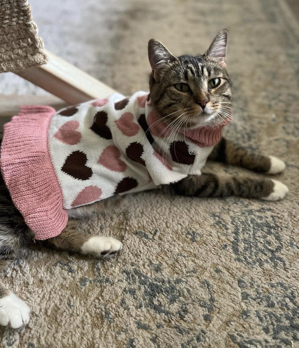 hello (oc) | Scrolller