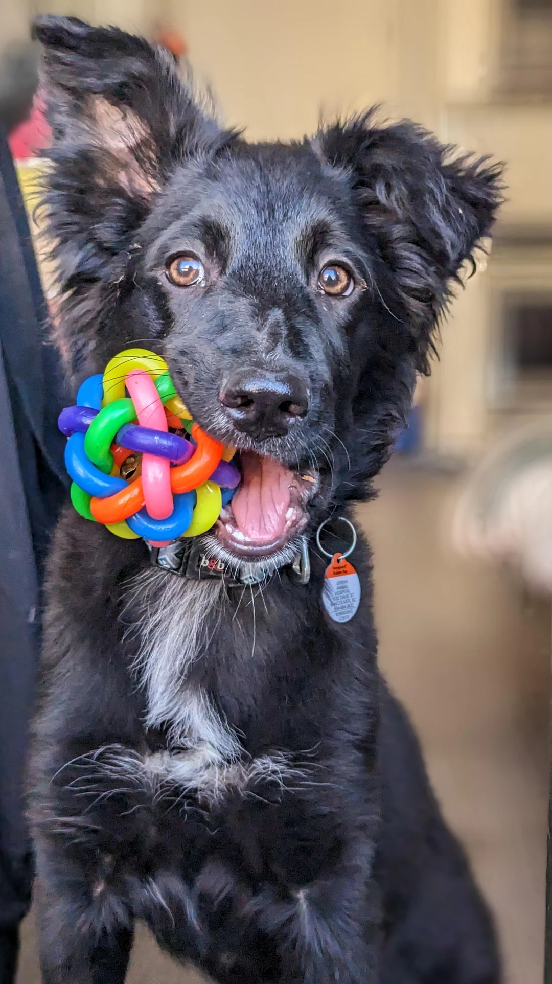 First post here, this is my babygirl Maple! | Scrolller