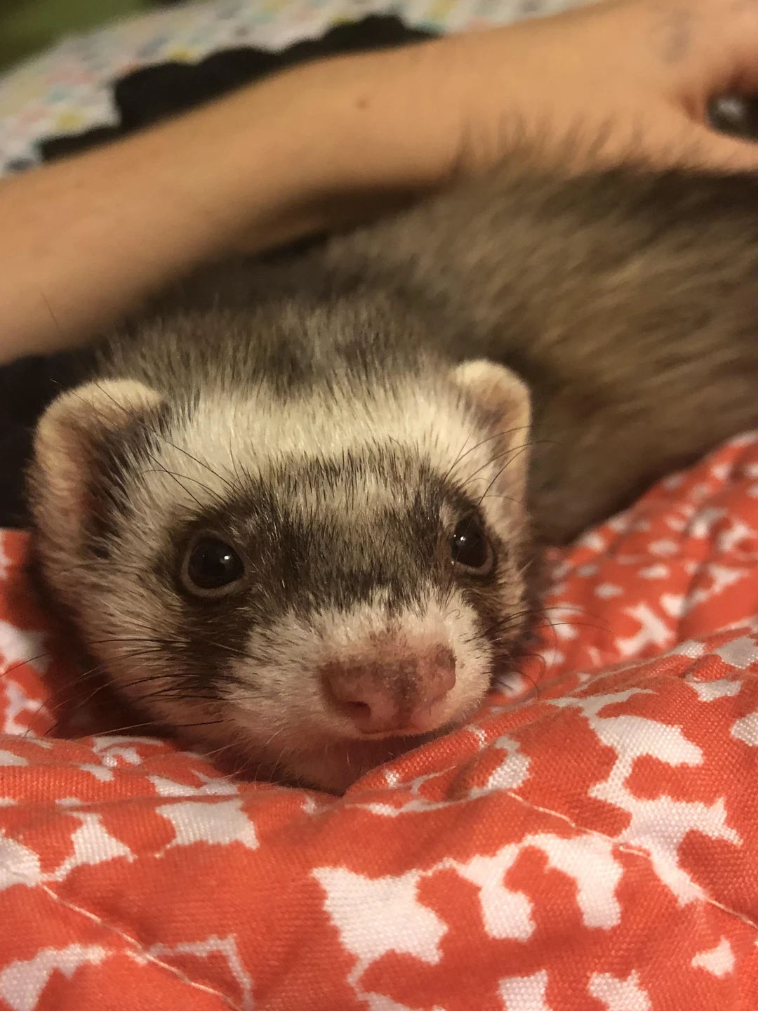 could anyone share their favorite toys theyve gotten for their ferret? need help finding safe ...