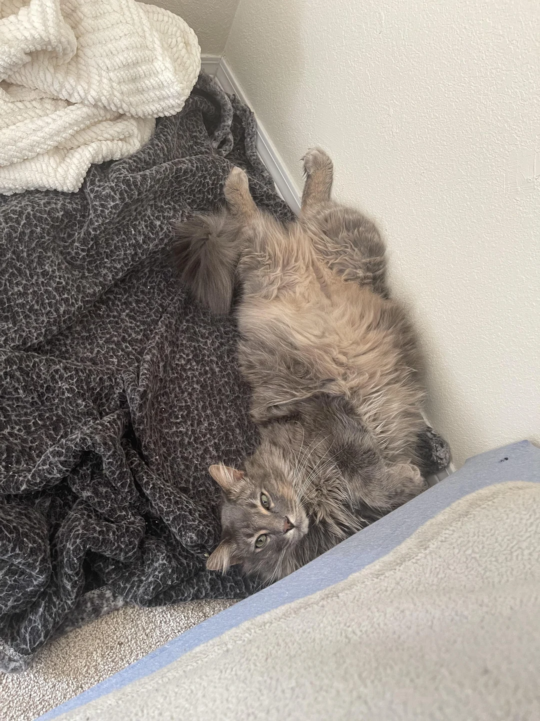 The floof! | Scrolller