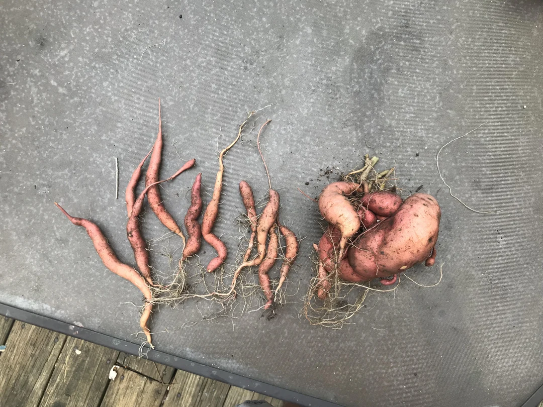 What went wrong with my sweet potatoes? | Scrolller