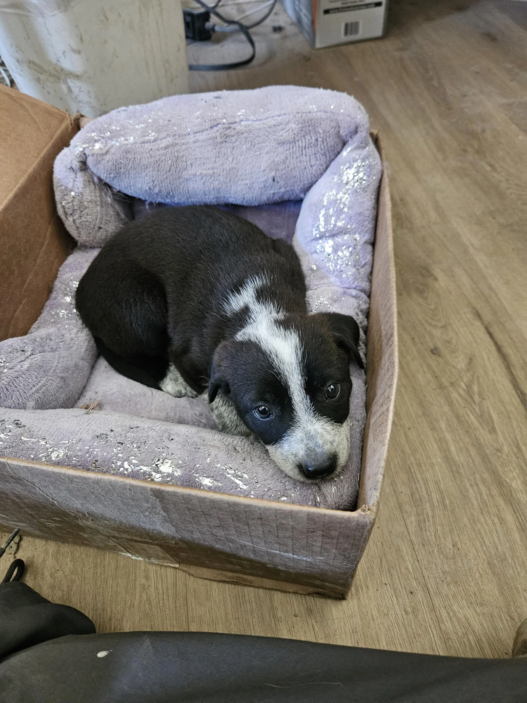 Scrap pup | Scrolller