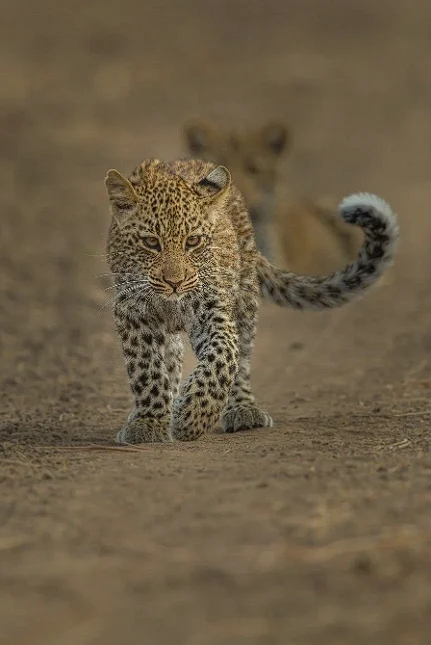 Discover more like Hardcoreaww: Leopard cubs. and Related Content ...