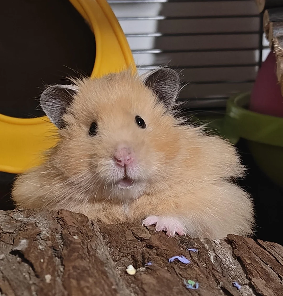 Have you ever seen a more perfect creature? | Scrolller