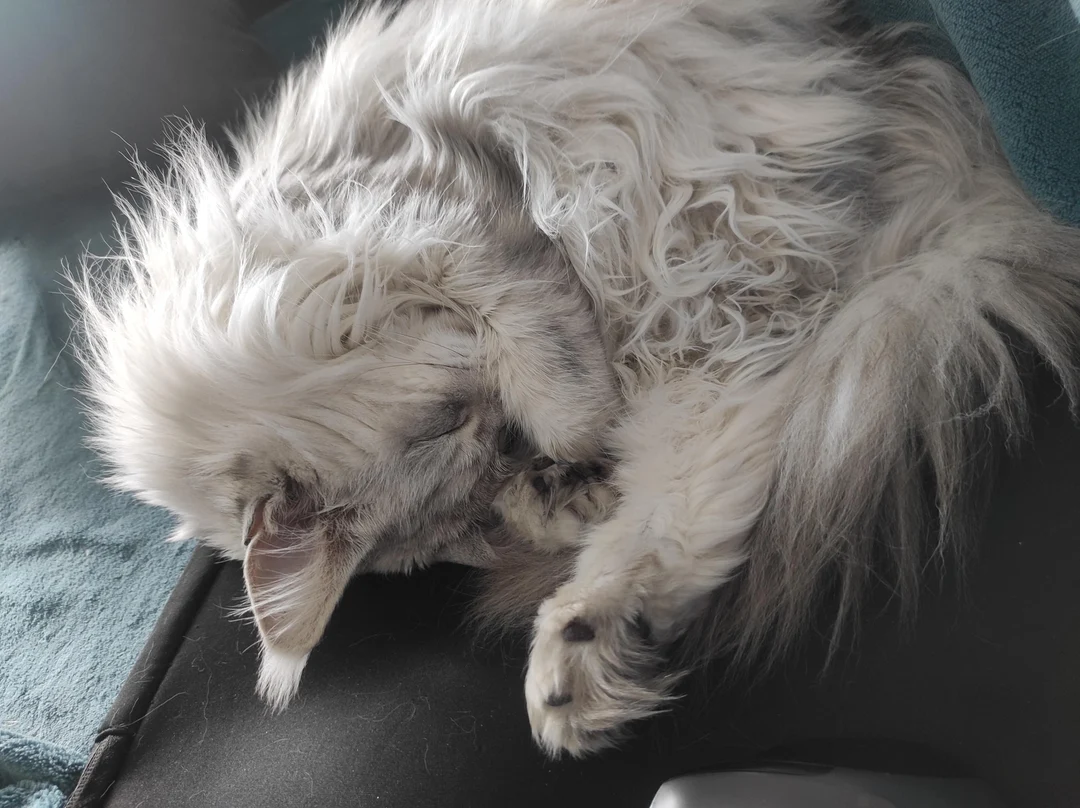 sleepy floof | Scrolller