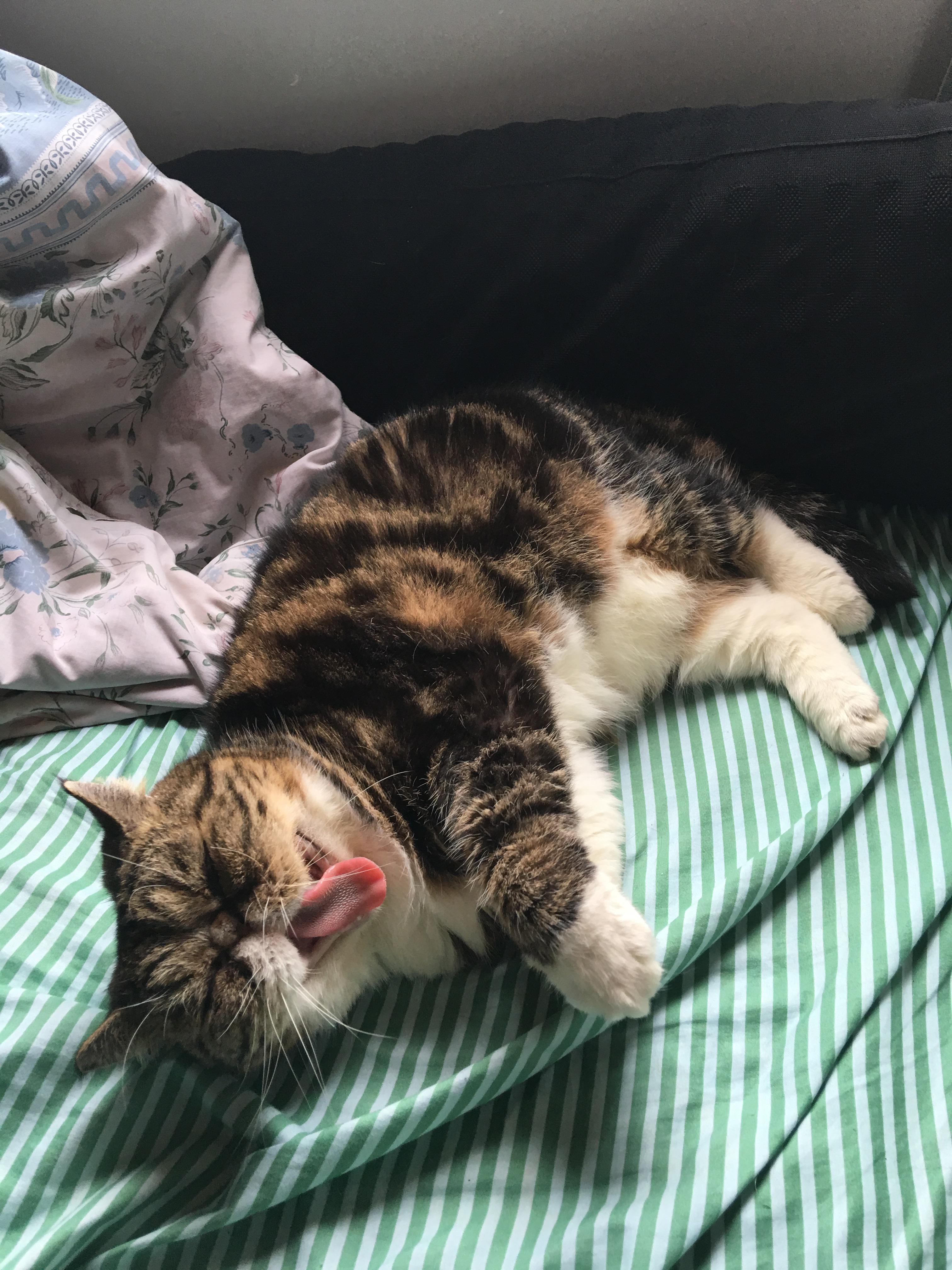 Chelsea: Afternoon nap always a good idea. | Scrolller