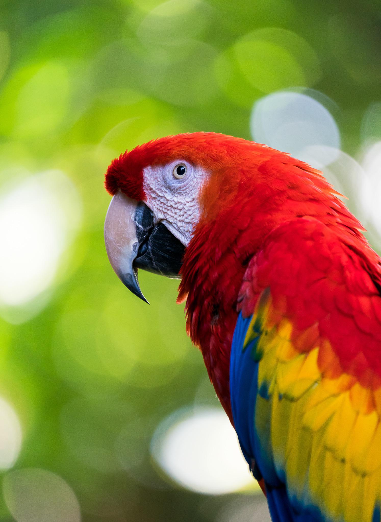 Colorful spy drone | Scrolller