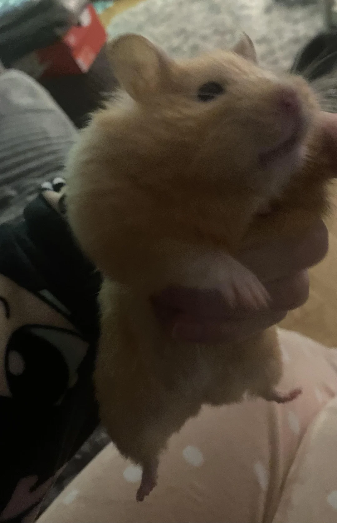 My little chunk | Scrolller