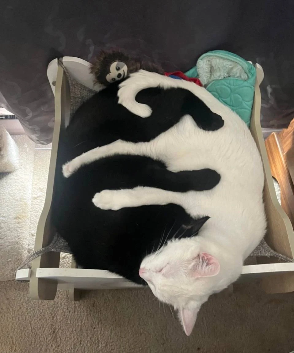 Yin Yang💫🥰 | Scrolller