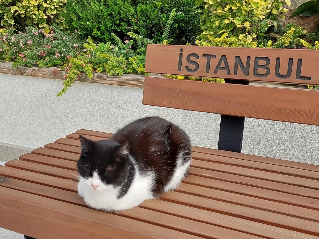 Catloaf from istanbul | Scrolller