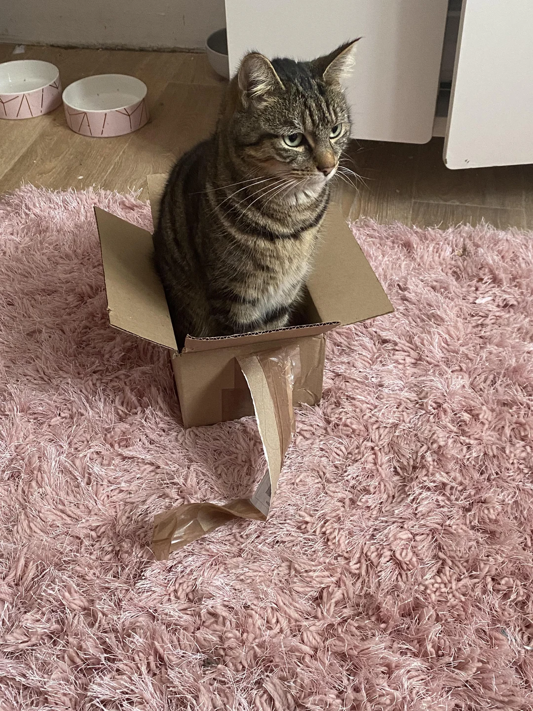 Smol box, smol cat | Scrolller