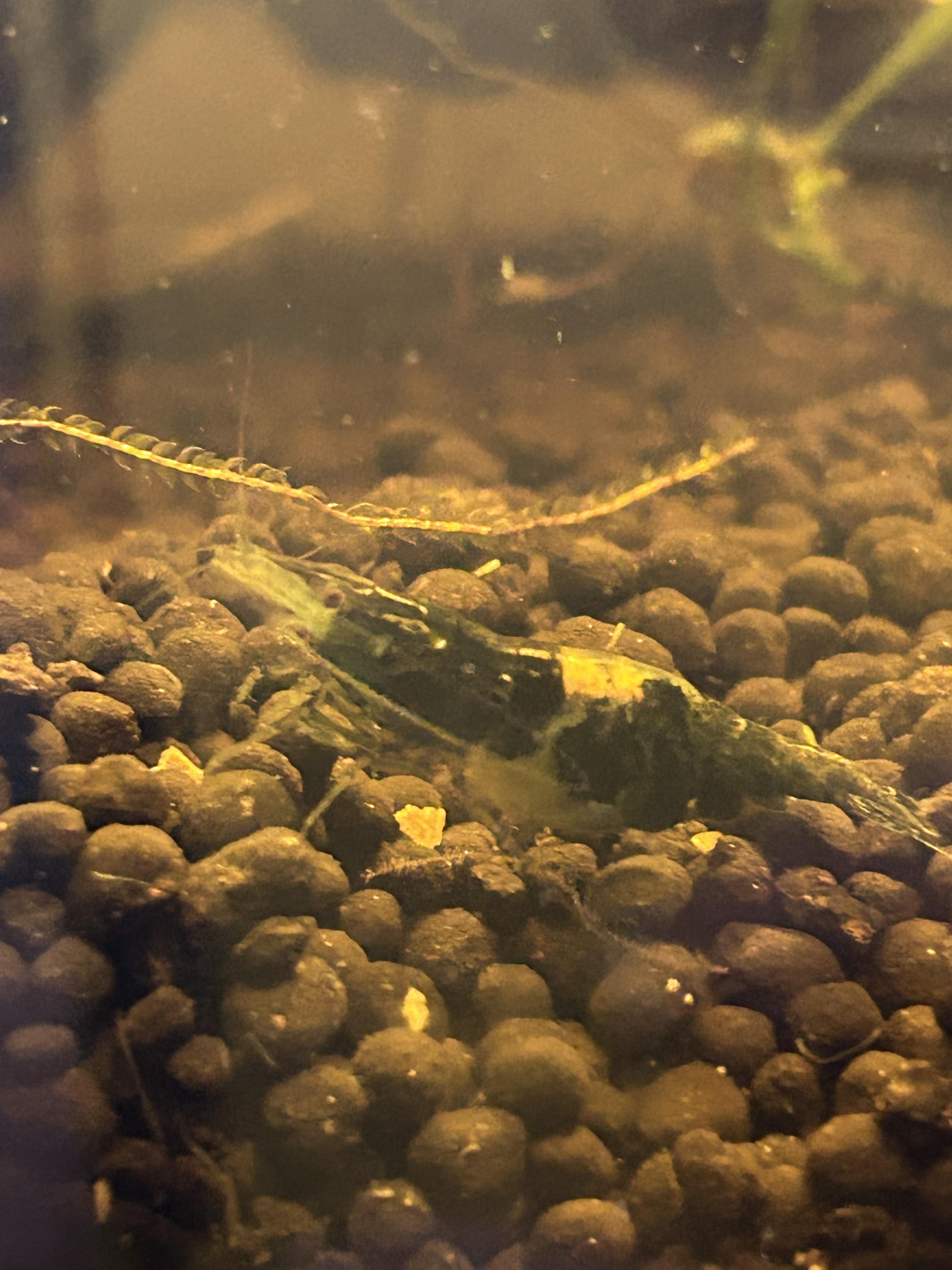 Does anyone else have an amano that shows up once a month? | Scrolller