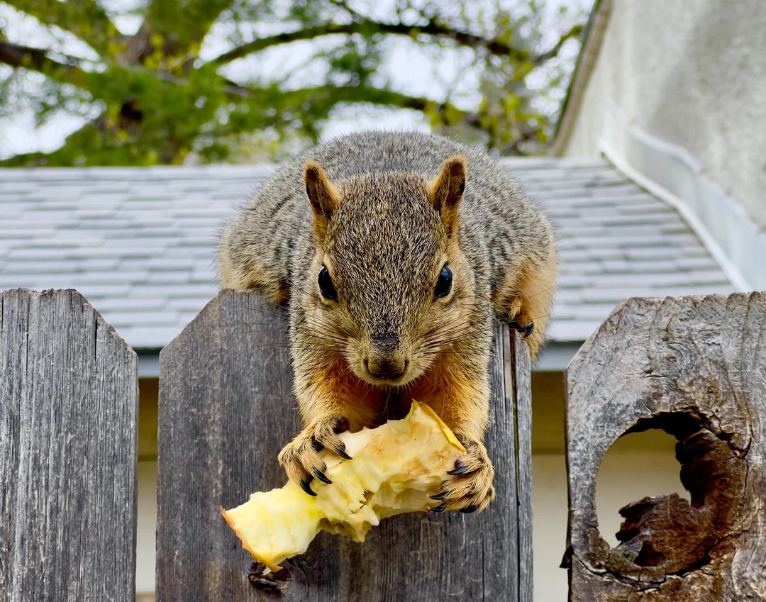 Squirrel | Scrolller