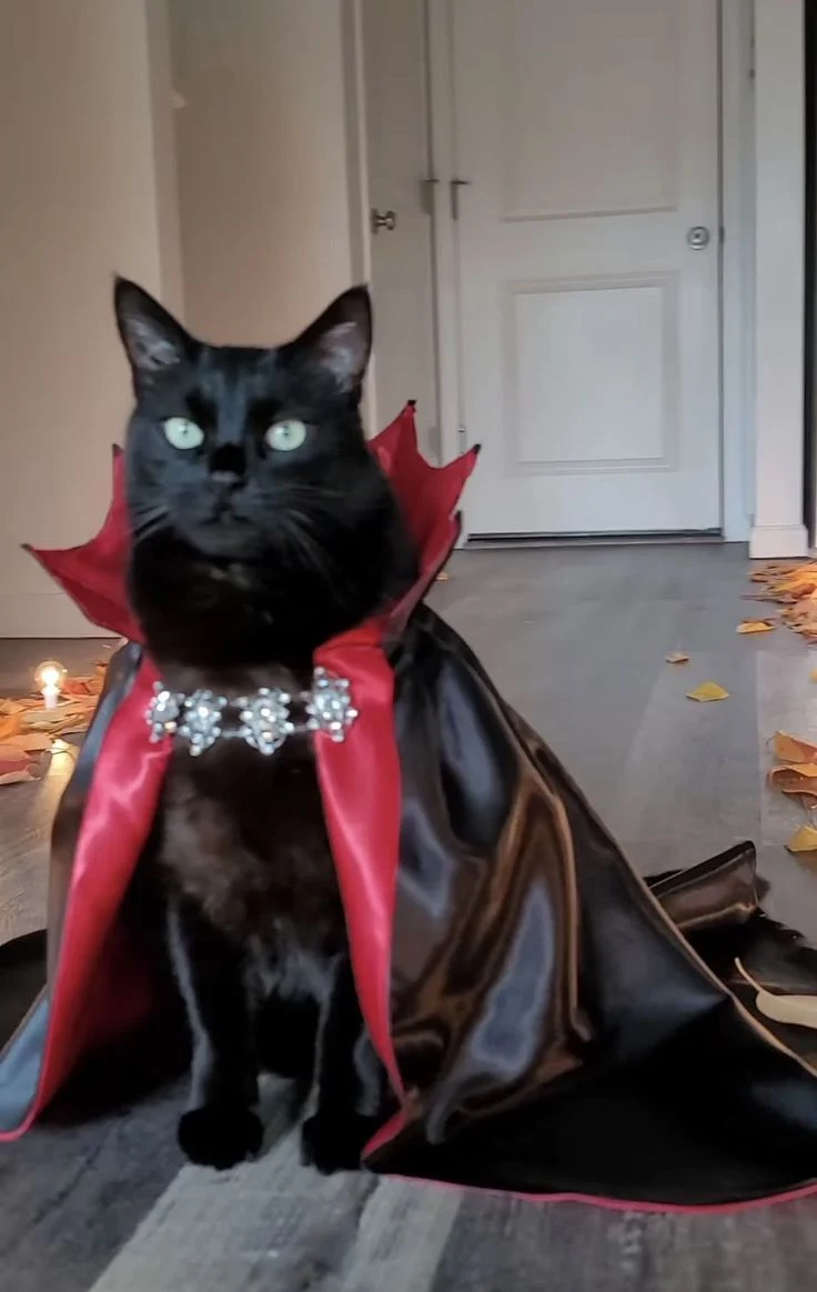 Trick or Treating? | Scrolller