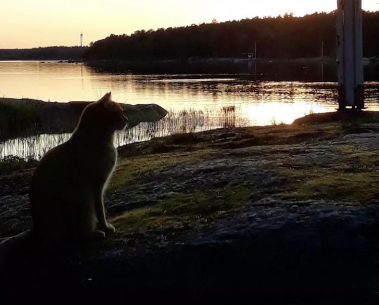 Tom at the seaside | Scrolller