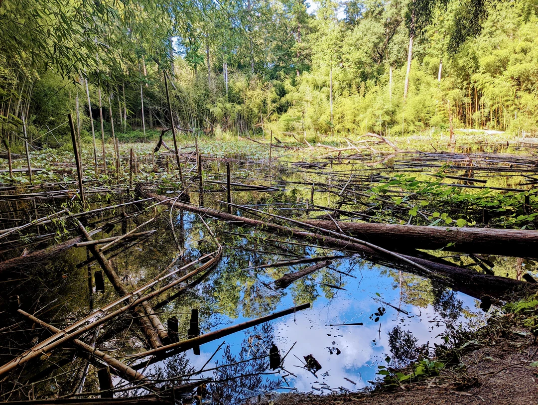 bamboo forest pond in central alabama [oc] [4080x3072] | Scrolller