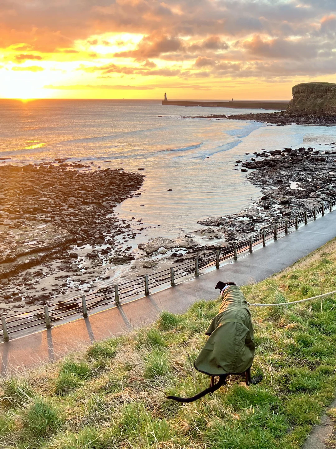 Poo with a view | Scrolller